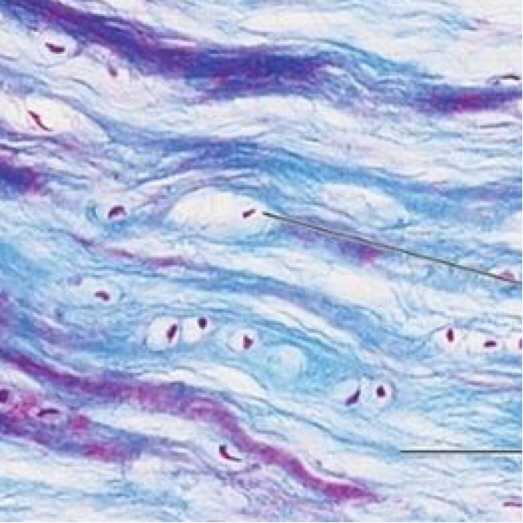 KansGrass 