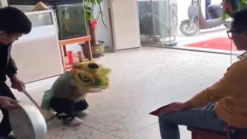 三岁萌娃舞狮给长辈拜年了,这动作也太萌了