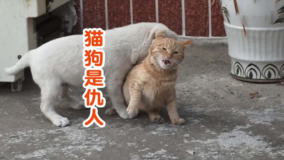 猫咪和狗狗为啥总打架?狗狗:都是铲屎官惹的祸