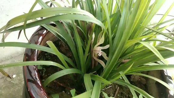 两盆兰花开20朵花,太香了。