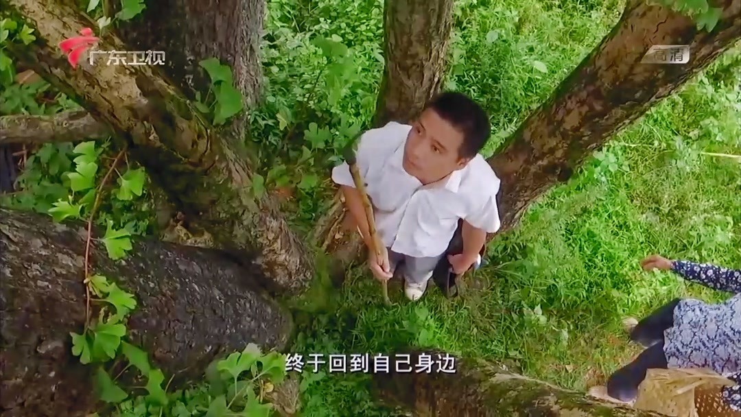 收获的季节到了,看老广如何徒手上树摘白果