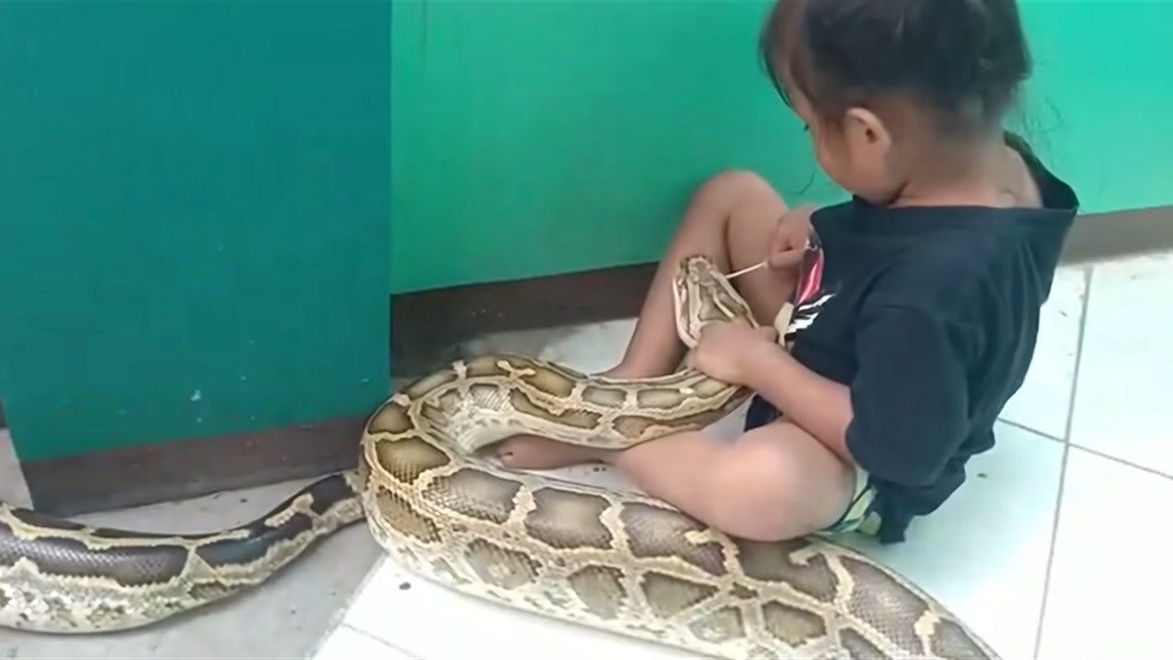 巨蟒患上口腔溃疡 3岁女童轻松与它上药