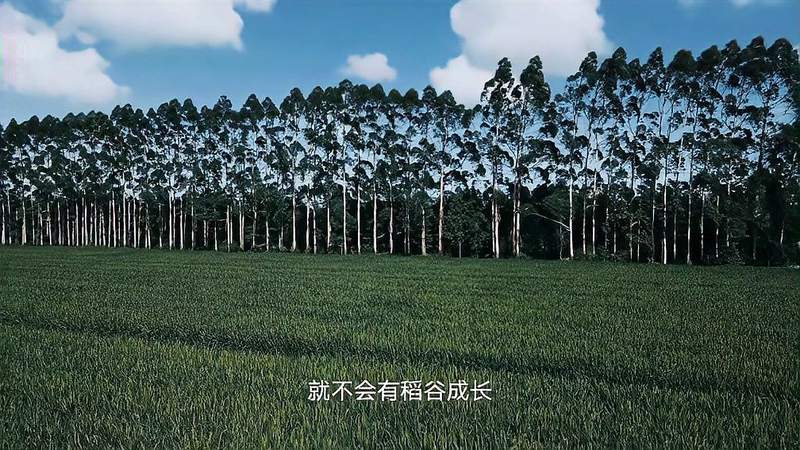 水稻成长的一生.太辛苦了