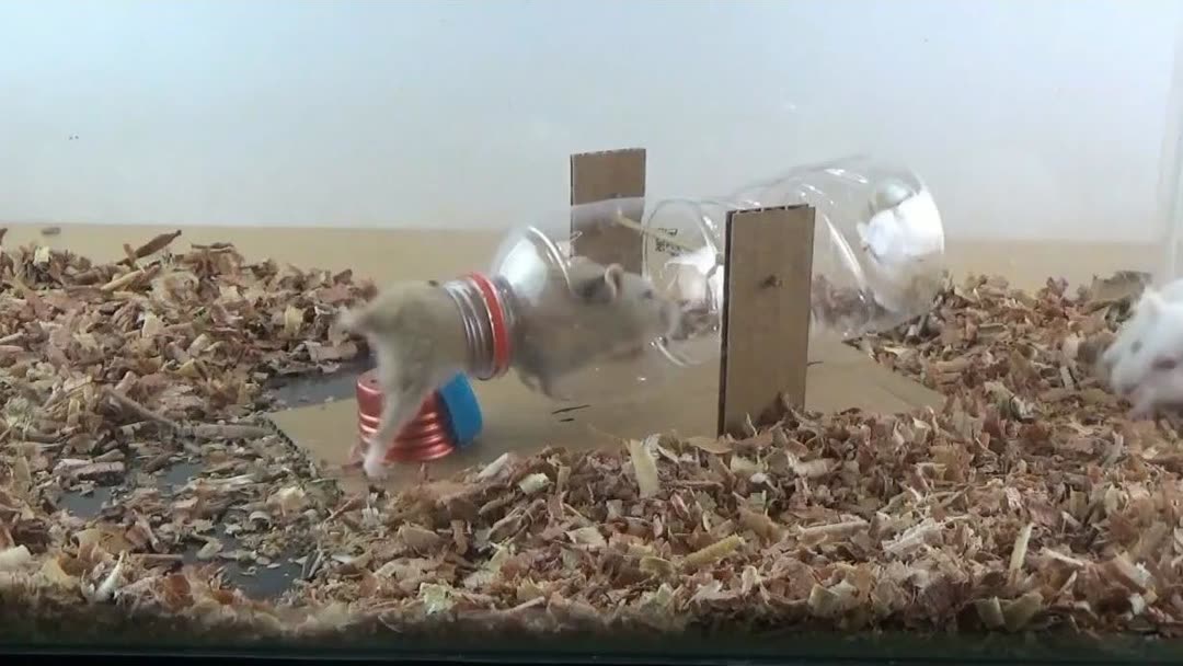 手工DIY:利用塑料瓶自制简易捕鼠器,这次绝对逃不掉了!