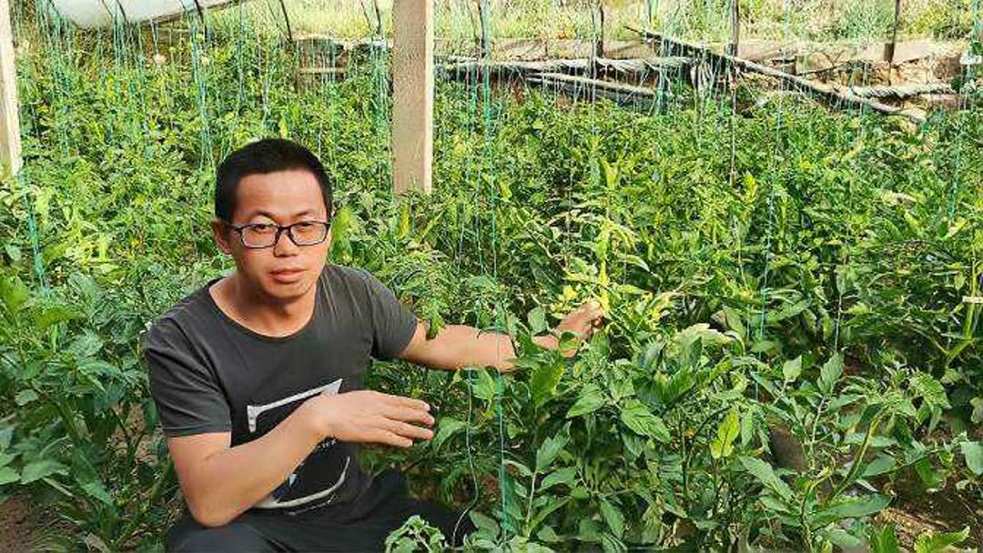 西红柿只开花不结果不要怕,仅仅做这样1个动作,果实多得摘不完