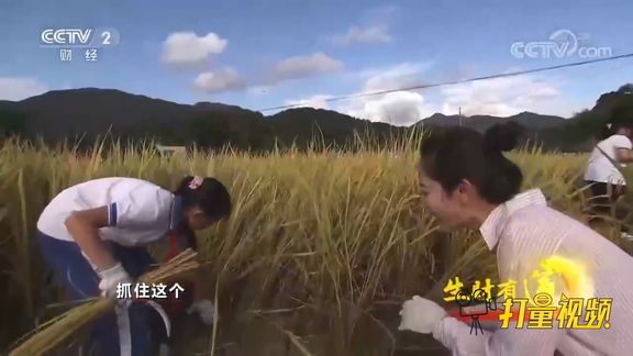 秋收季节来体验下手工收割稻谷,感受丰收背后的艰辛丨生财有道