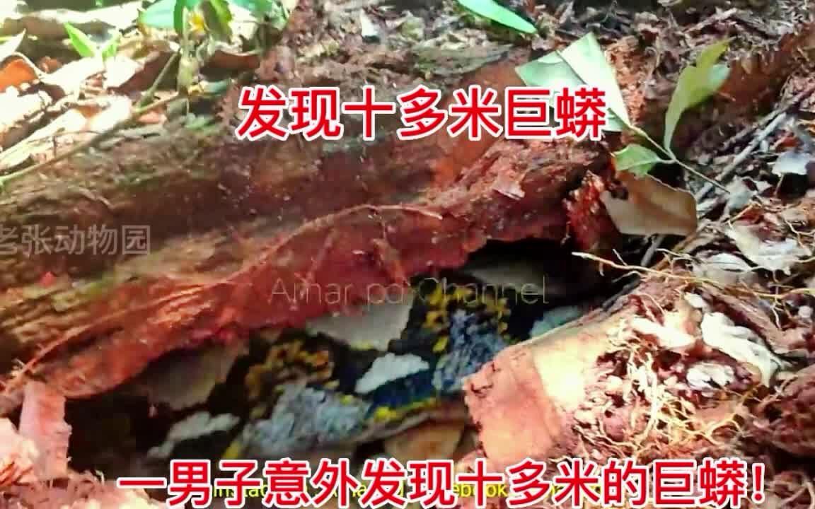 发现十多米巨蟒!#动物世界 #蟒蛇#意不意外