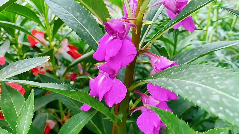凤仙花做好这些养护,生长旺盛,花开不断!