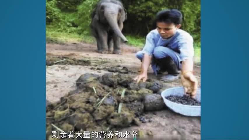 大象的粪便是食物和药物来源