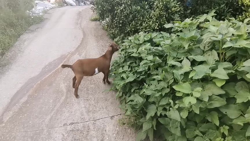 #羊#羊吃草#羊叫 天天要翻羊的视频给小家伙看