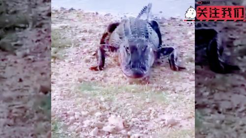 很显然它的目标并不是鱼,网友:鳄了么在线取你的命