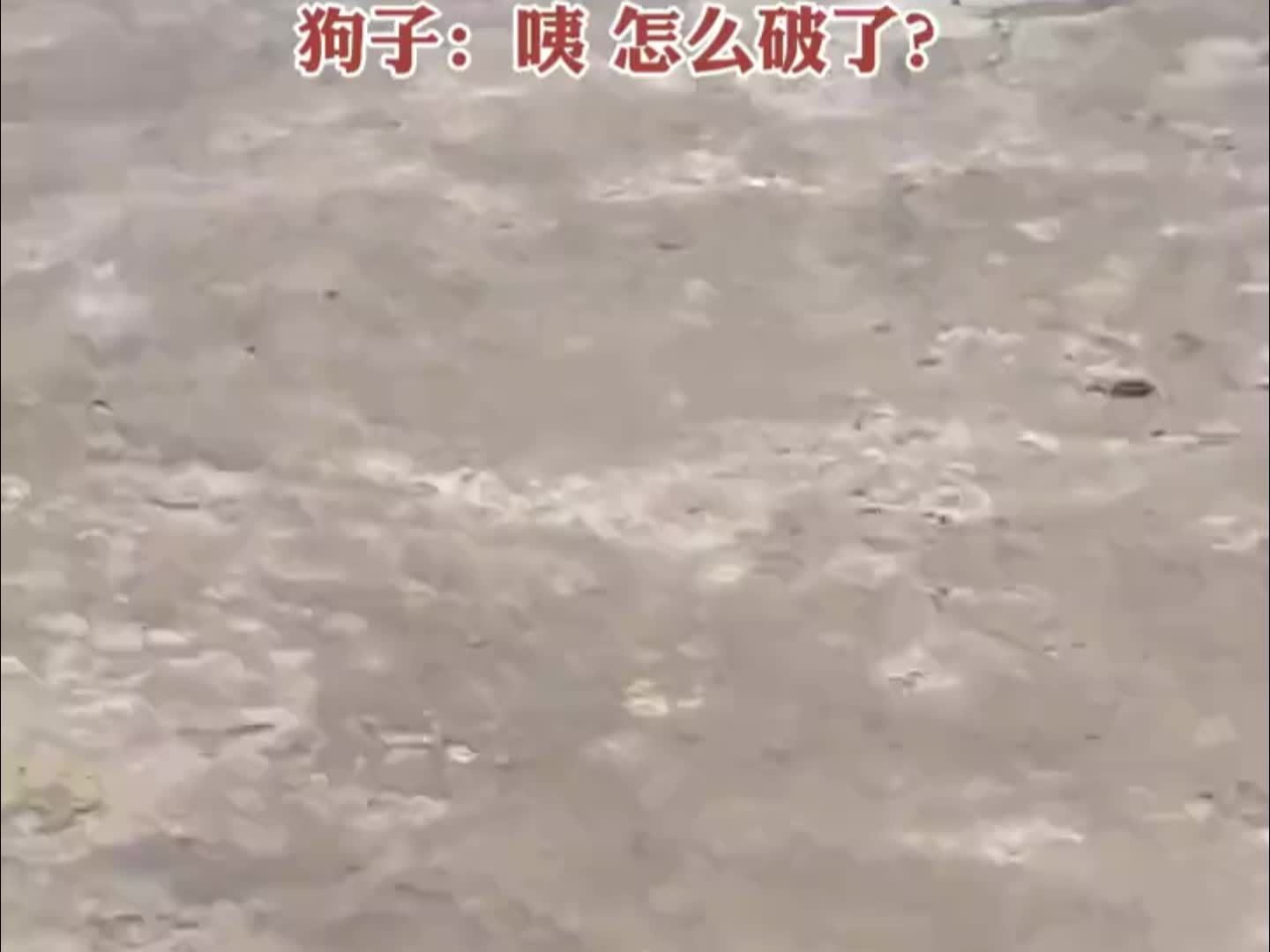 女子本来想拍狗狗可爱视频,结果拍到了犯罪全过程