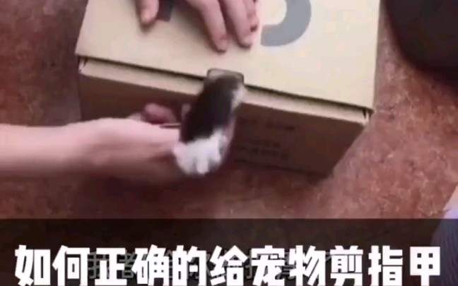 如何给宠物剪指甲,实用方法~