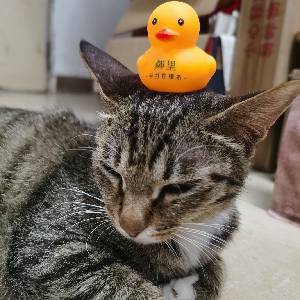 oO心随灵动Oo 