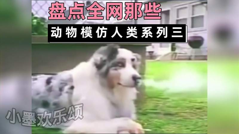 盘点动物模仿人类搞笑系列三:这是只有故事的狗,抽烟的神情绝了