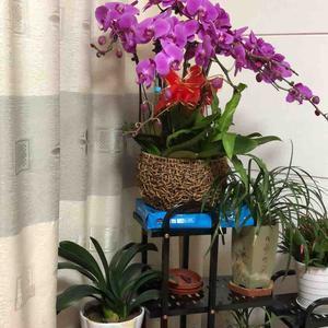 农村小老太的多彩生活 