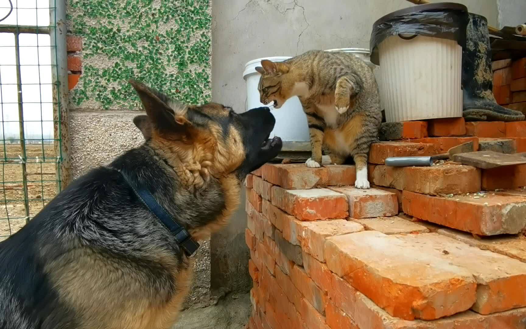第一次看到猫咬狗,这是受了多大的委屈!看把猫逼得就差开骂了