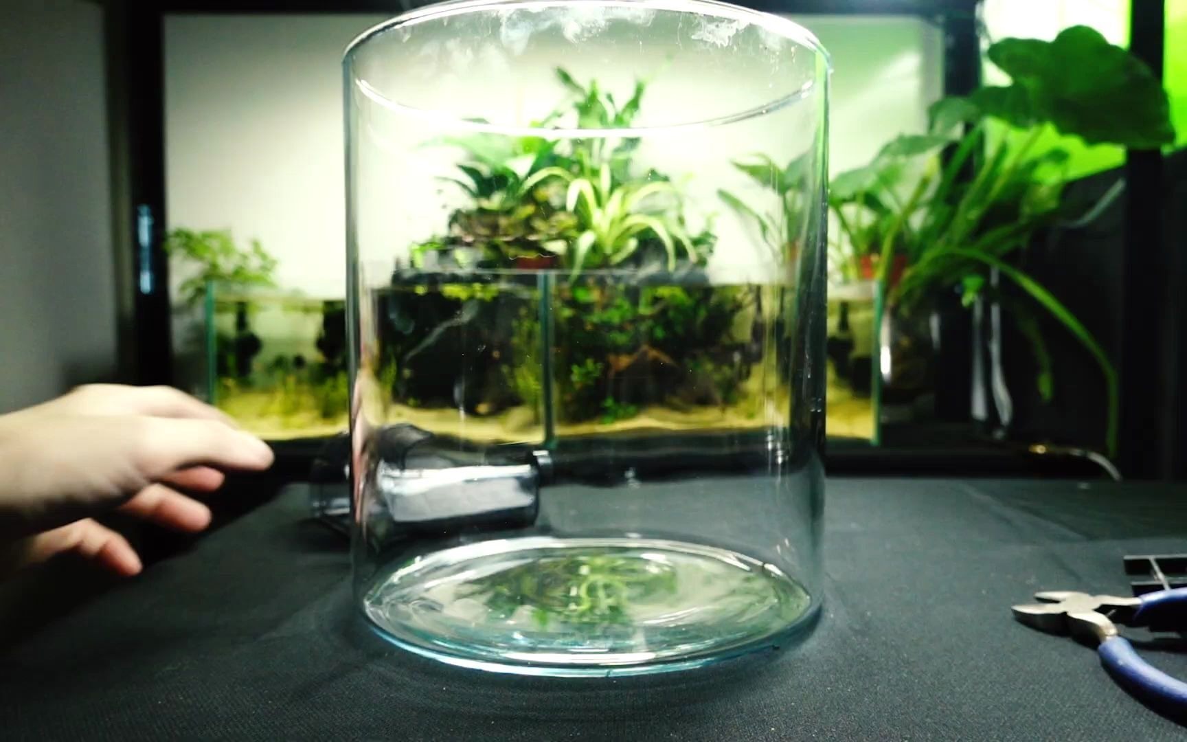 【水族】圆形玻璃缸,用简单方法制作一款生态缸