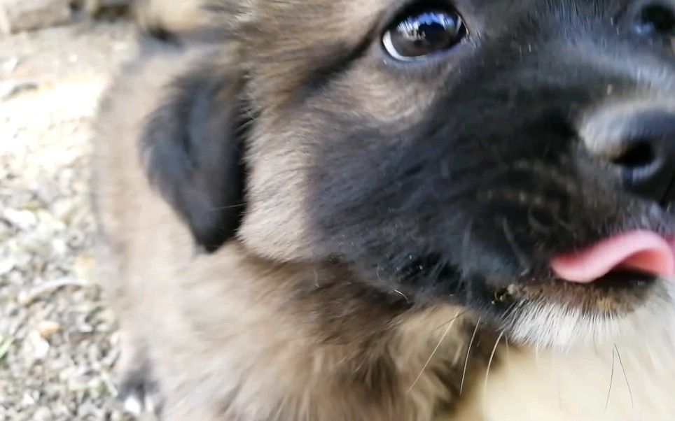 这次是介绍我家的狗子