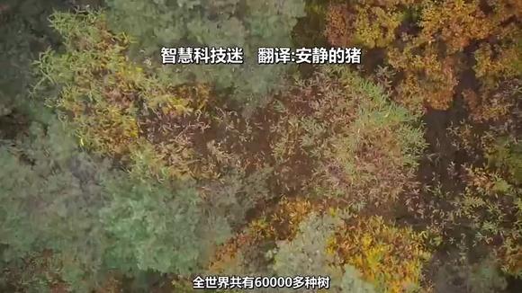 BBC称中国植树造林的作用被低估了!