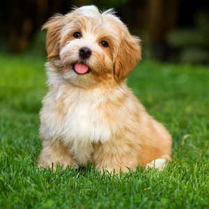 小鱼话道生活666 