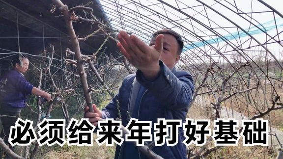 大棚桃树修剪有技巧,只要你掌握这几点,年年都丰产