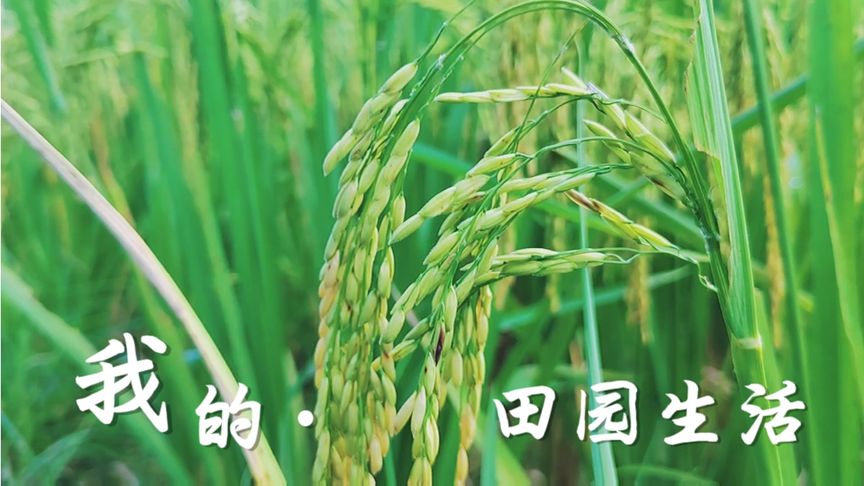 秋天的稻田,又是蚂蚱泛滥的季节