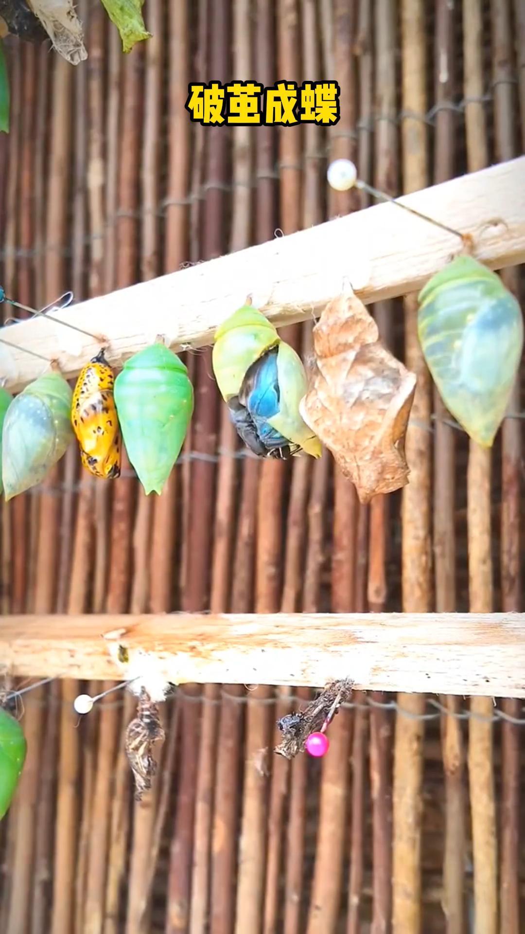 蜕变!虫蛹破茧成蝶,捕捉珍贵瞬间