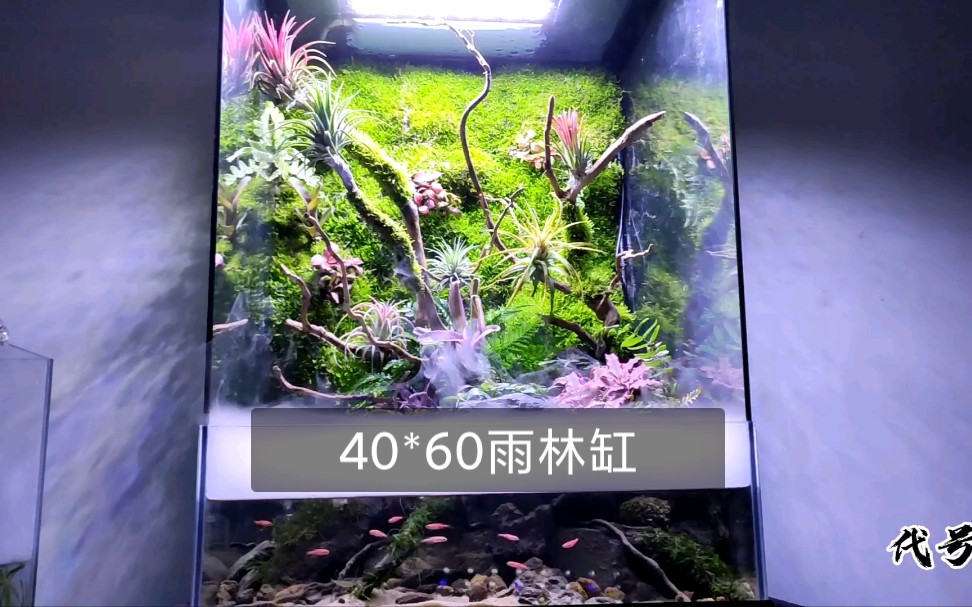 【代号7】小雨林缸 造景欣赏