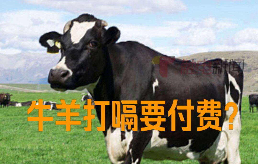 为减少温室气体排放,新西兰将征收“牛羊打嗝费"