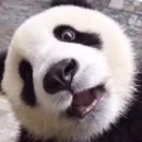 不爱吃肉的瘦子2019 