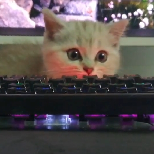 一碗小猫头 