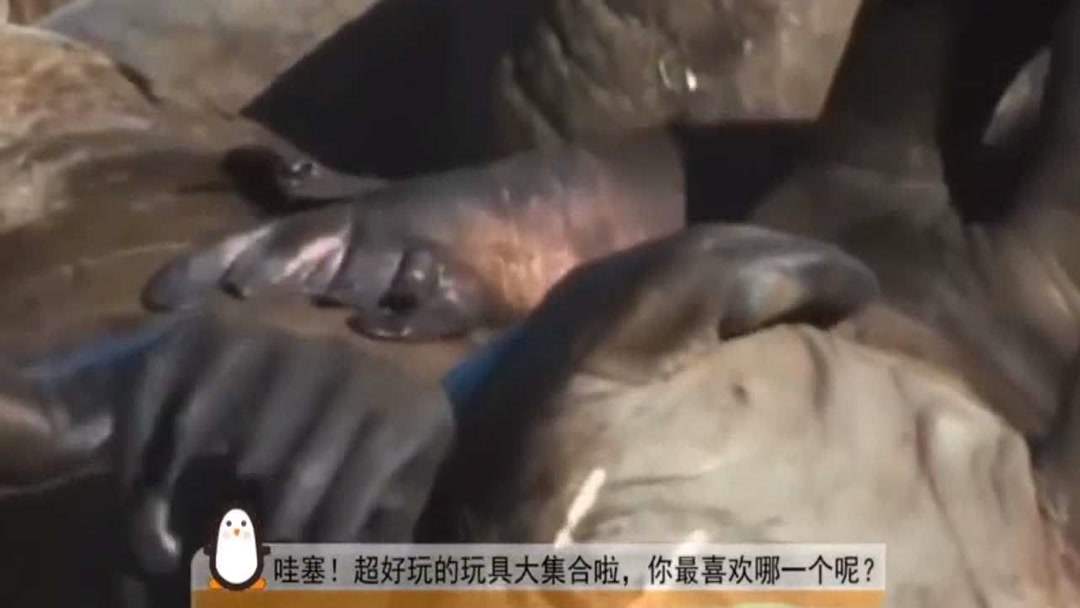 超壮观汽车总动员、工程车的原型大揭秘看完我就转发了