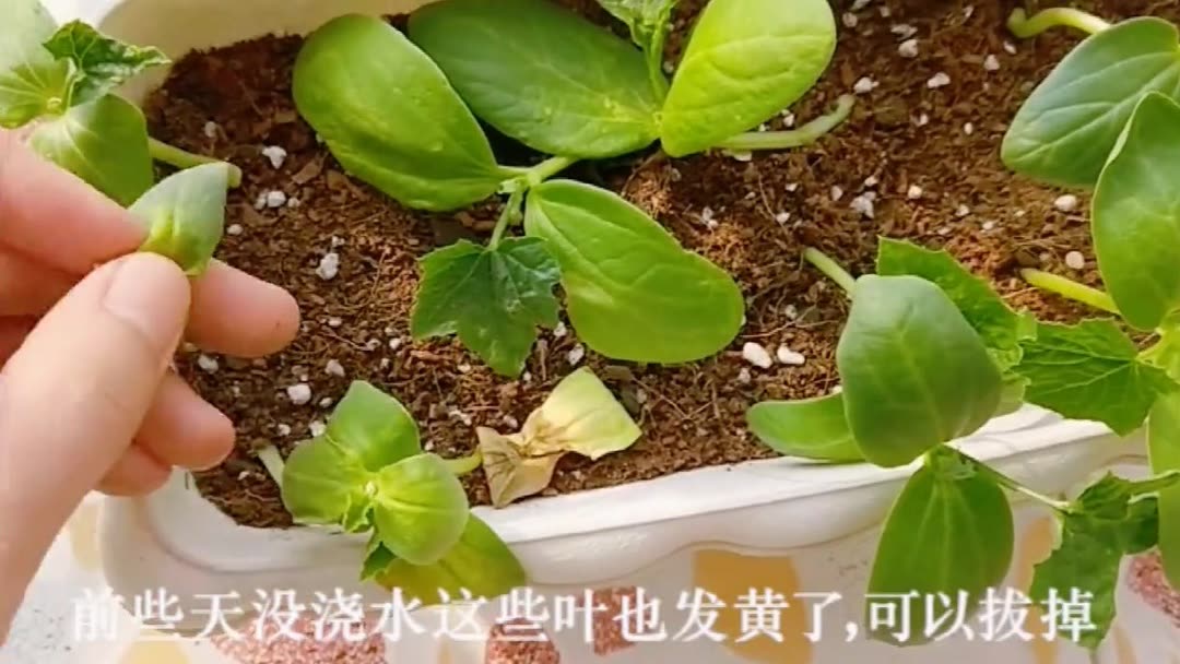 小花房种丝瓜:种子快速长成苗!