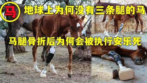 地球上何以没有三条腿的马?马腿骨折后,何以会被执行安乐死?