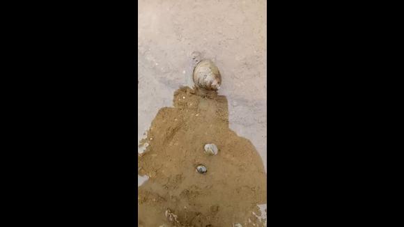 用水危机,水中田螺带小田螺集体搬家。