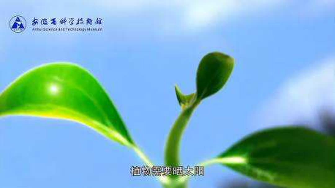 科普微讲堂|植物是如何生长的?