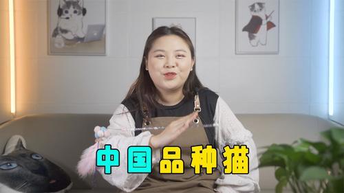 谁说品种猫全是外国人?来看看中国的品种猫吧