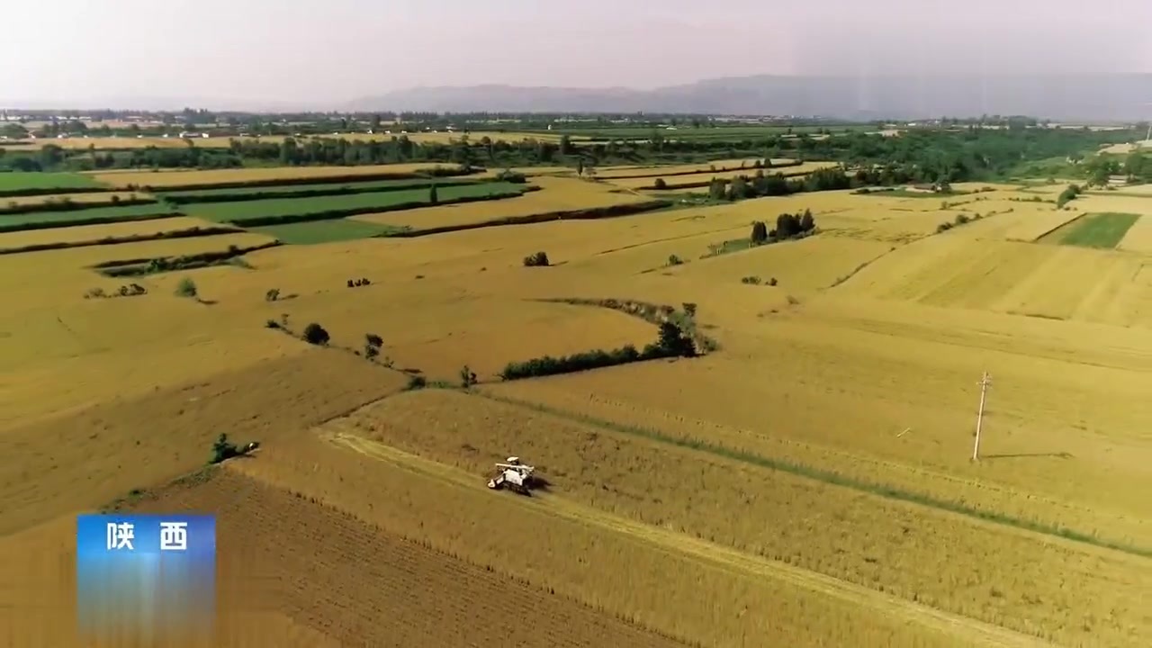 陕西省累计收获小麦1393.37万亩占应收面积的96.92%