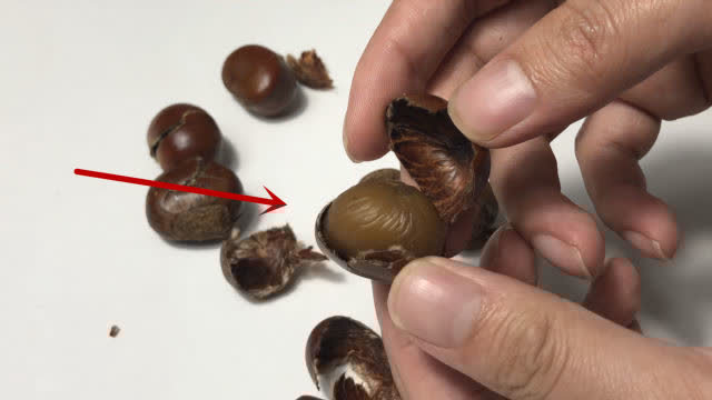 今天才知道,剥板栗皮有个小窍门,轻轻一按壳就掉,这方法真棒