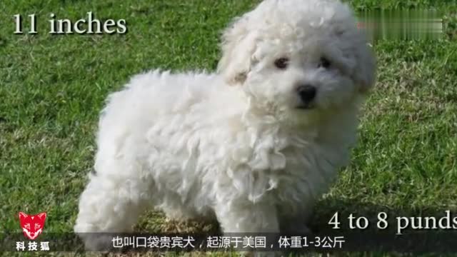 世界上5种很小的狗狗,一只茶杯就能装下,武林萌主就是它,可爱