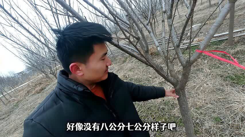 2000颗樱花树种植7年,终于有客户前来购买,掐指一算亏钱