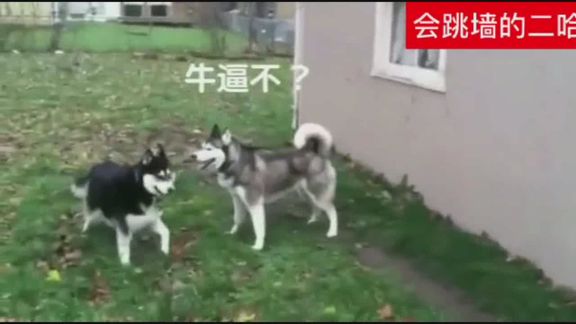 快扶我起来我还能再笑会 狗就问你怕不怕哈哈