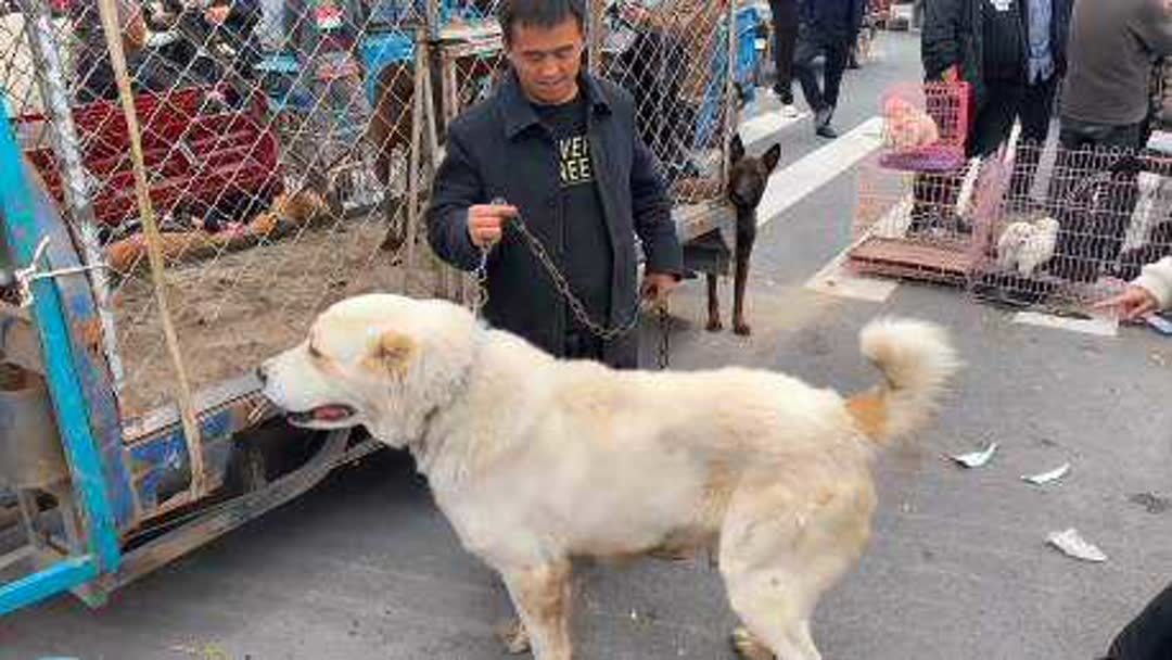 大哥吹牛说他的狗打架没输过,刚说完就被自家马犬挑衅,打脸了!