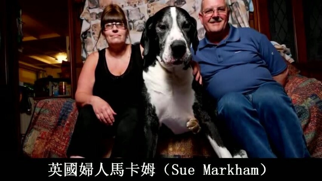 吉尼斯记录世界顶级的五个最大狗