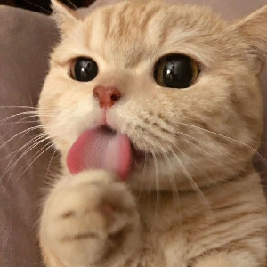 一个孤独的草莓蛋糕QF 