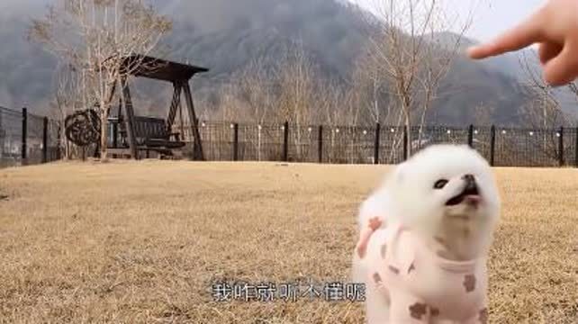 狗狗的鼻子真的灵敏吗?主人亲自测试,小家伙的反应太搞笑