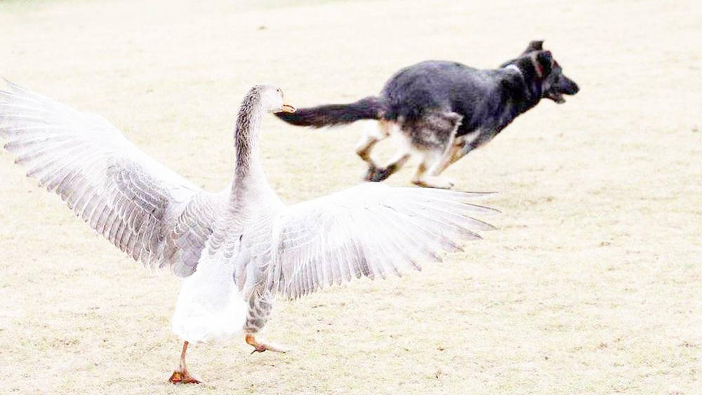 狗和鹅生气打架,鹅:我会怕?
