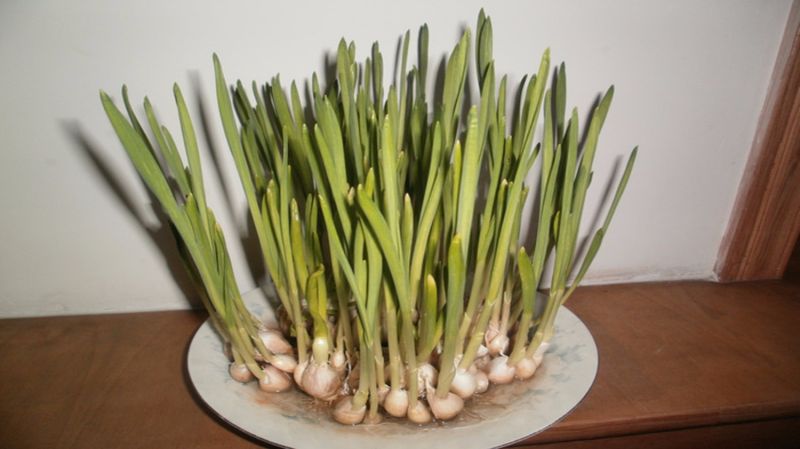 蒜苗不用买,教你怎么种蒜苗,超简单