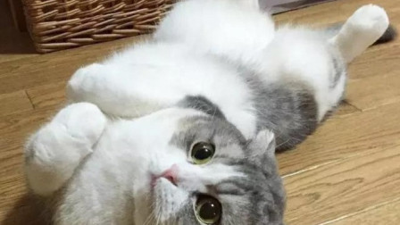 家里养的猫,为什么它们看到主人时,会自动把肚皮翻过来呢?